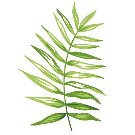 Ilustrasi Vektor Daun Palem Tropis Daun Palem Tropis Daun Palem Daun