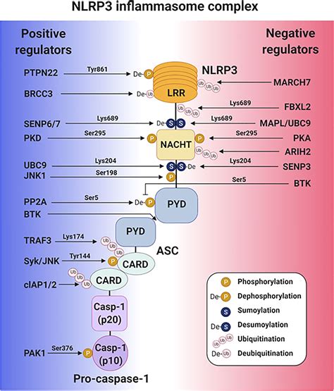 Frontiers Regulation Of The Nlrp3 Inflammasome By Post Translational