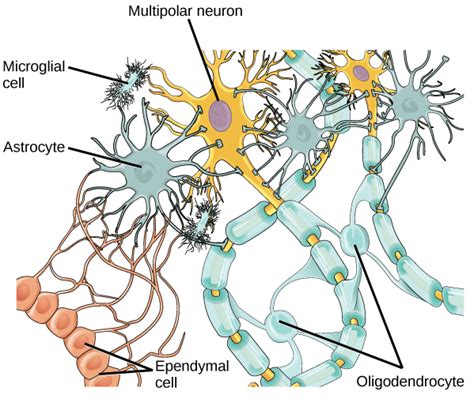 Células Do Sistema Nervoso Anatomia Papel E Caneta