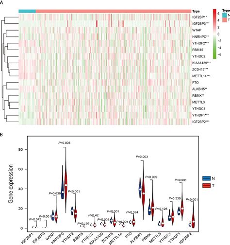 Frontiers M6a Rna Methylation Regulators Impact Prognosis And Tumor