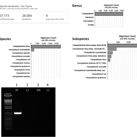 Pdf Campylobacter Fetus Meningitis Confirmed By A 16s Rrna Gene