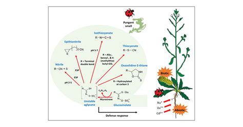 A Comprehensive Gene Inventory For Glucosinolate Biosynthetic Pathway