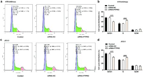 Downregulation Of Ptpro Promoted Cell Cycle Progression Htr 8 Svneo