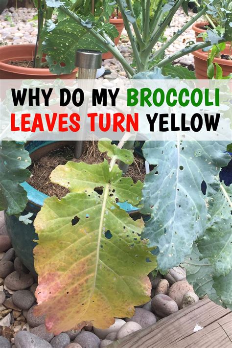 How To Identify And Control Common Broccoli Pests Artofit
