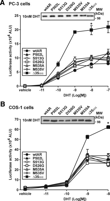 A Novel Androgen Receptor Amino Terminal Region Reveals Two Classes Of