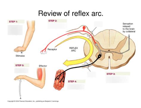 Reflex Arc Diagram Quizlet