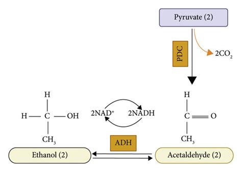 Metabolic Pathway Of Ethanol Metabolism Pdc Pyruvate Decarboxylase