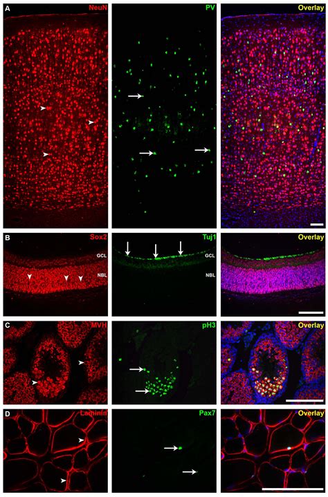 frontiers immunofluorescence staining of paraffin sections step by step