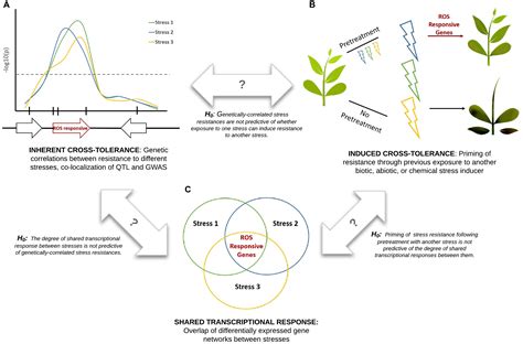 Frontiers The Role Of Ros Signaling In Cross Tolerance From Model To