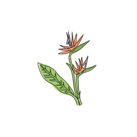 Premium Vector One Continuous Line Drawing Strelitzia Art Wall