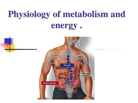 Ppt Physiology Of Metabolism And Energy Powerpoint Presentation
