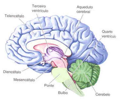 Neuroanatomia DiencÉfalo