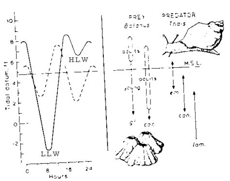 Lecture 16 Predator Prey Cycles Community Ecology
