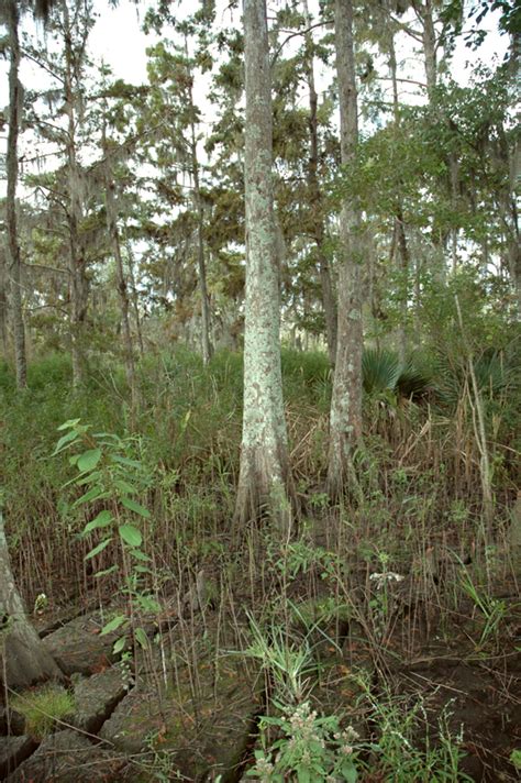 louisiana s sinking coastal swamp forests environmental monitor