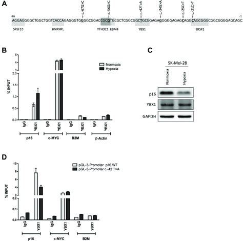 Ybx1 Can Bind The Wild Type P16 Ink4a 5′utr But Not The C 42t A