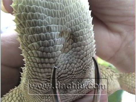 Sexing Your Bearded Dragon Dachiu Bearded Dragons