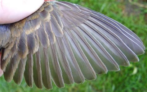 migration research foundation mcgill bird observatory