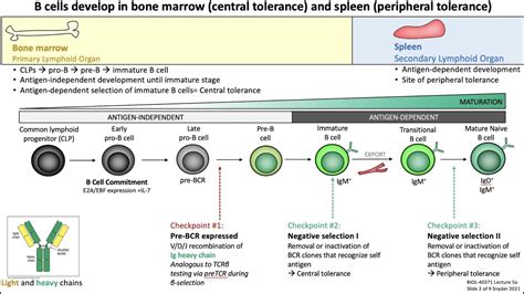 Lecture 5a B Cell Development Youtube