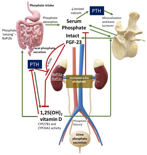 Phosphate In Primary Hyperparathyroidism Encyclopedia Mdpi