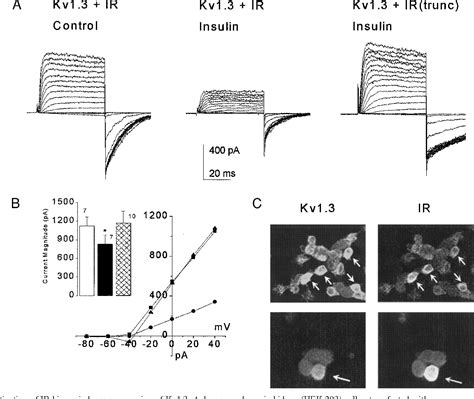 Figure 1 From Brain Insulin Receptor Causes Activity Dependent Current