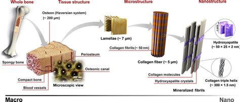 2 The Hierarchical Structure Of Typical Bone At Various Length Scales