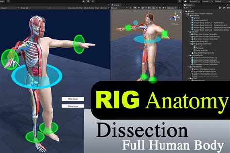 rig dissection anatomy full human body male 3d characters unity