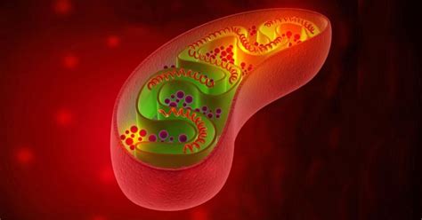 Unveiling The Marvels Of Mitochondria Exploring The Intricacies Of