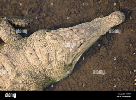 American Crocodile Crocodylus Acutus In The Tarcoles River In Costa