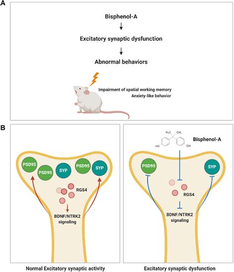 Schematic Illustrating The Effect Of Bpa On Synaptic Formation And