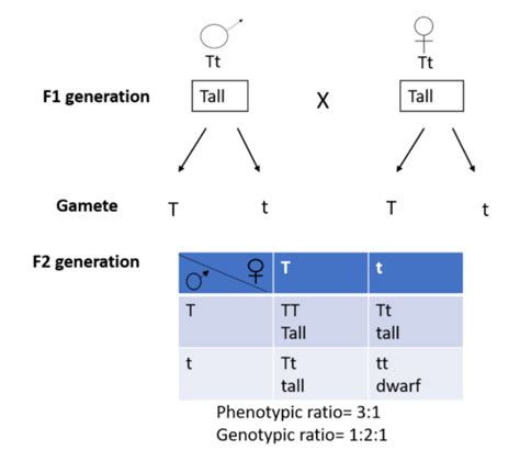 Genotype Ratio
