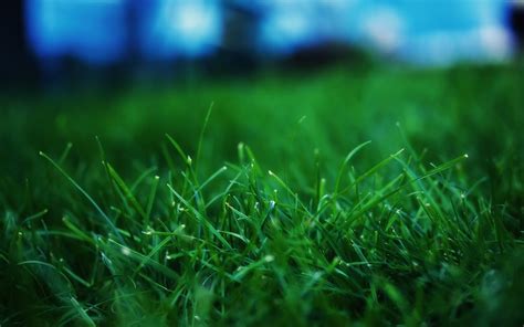 2560x1600 Grass Summer Lawn Wallpaper Coolwallpapers Me