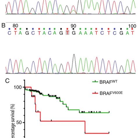 Sanger Sequencing Peak Map Of Braf A Sanger Sequencing Peak Map Of