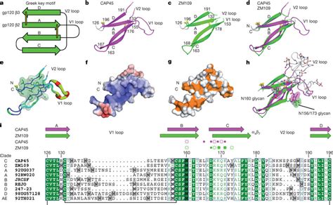 Structure Of The V1 V2 Domain Of Hiv 1 Gp120 A I The Four