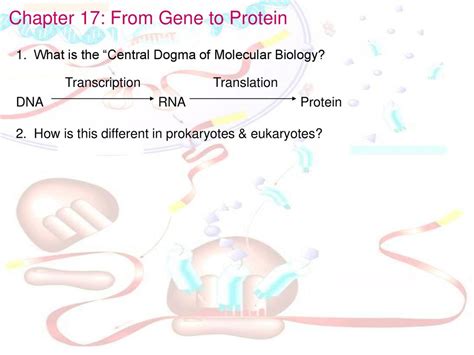 Chapter 17 From Gene To Protein Ppt Download