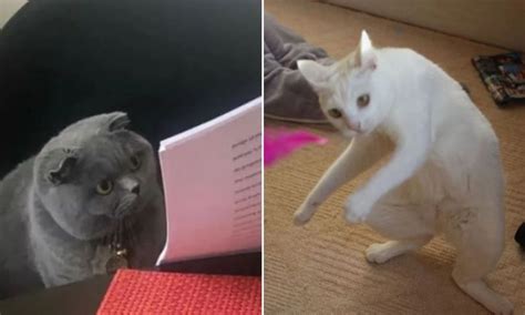 Vamos A Celebrar El Día Del Gato Con Los Mejores Memes Punto Mx