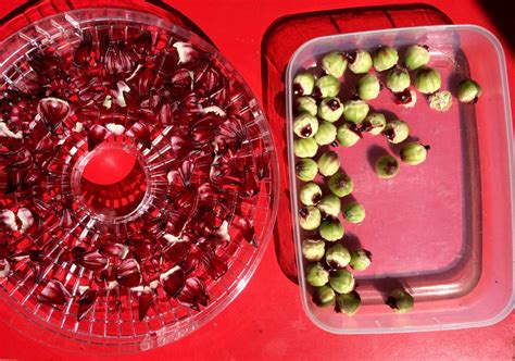 How To Grow Harvest And Use Rosella Hibiscus Sabdariffa Our