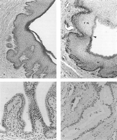 Stratified Columnar Epithelium Urethra