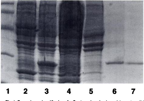 Figure 4 From Development And Characterization Of Three Recombinant