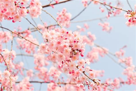 日本を代表する花7選｜花言葉とその由来・開花時期をチェック！ 粋 Iki 粋な日本文化を発信するメディア
