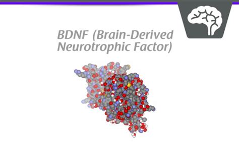 Bdnf Brain Derived Neurotrophic Factor Shc Medical