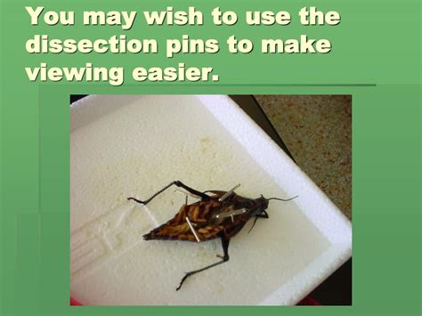 Ppt Dissection Of A Grasshopper Powerpoint Presentation Free