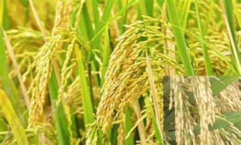 Panduan Lengkap Cara Menanam Padi Cibogo Bagi Pemula Agar Sukses