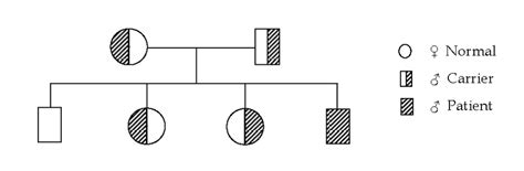 Inheritance Pattern Of Â Thalassemia Download Scientific Diagram