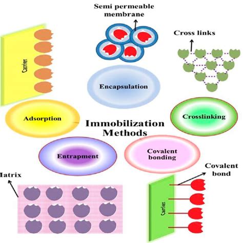 Schematic Representation Of Different Enzyme Immobilization Methods