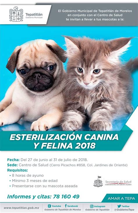 Inicia Campaña De Esterilización De Perros Y Gatos Kiosco Informativo