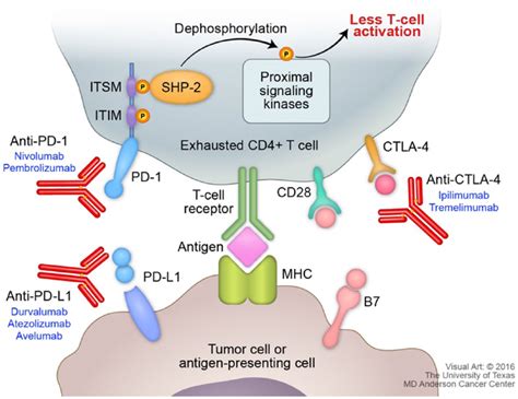 Functions Of The Pd1pdl1 Pathway On T Cells Differential Fates Of