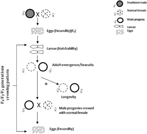 Diagrammatic Representation Of Crossing Pattern Of Irradiated Males And
