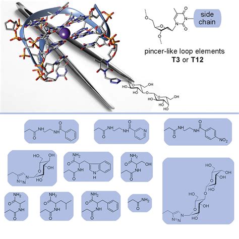 Expanding The Recognition Interface Of The Thrombin Binding Aptamer Hd1