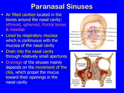 Ppt Nose Nasal Cavity And Paranasal Sinuses Powerpoint Presentation