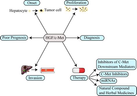 An Overview Of The C Met Signaling Pathway Shawna Leslie 59 Off